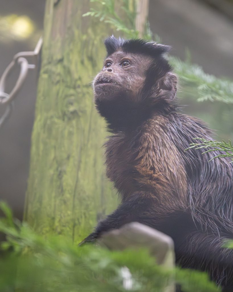 Wild Futures – Protecting Primates and Habitats Worldwide
