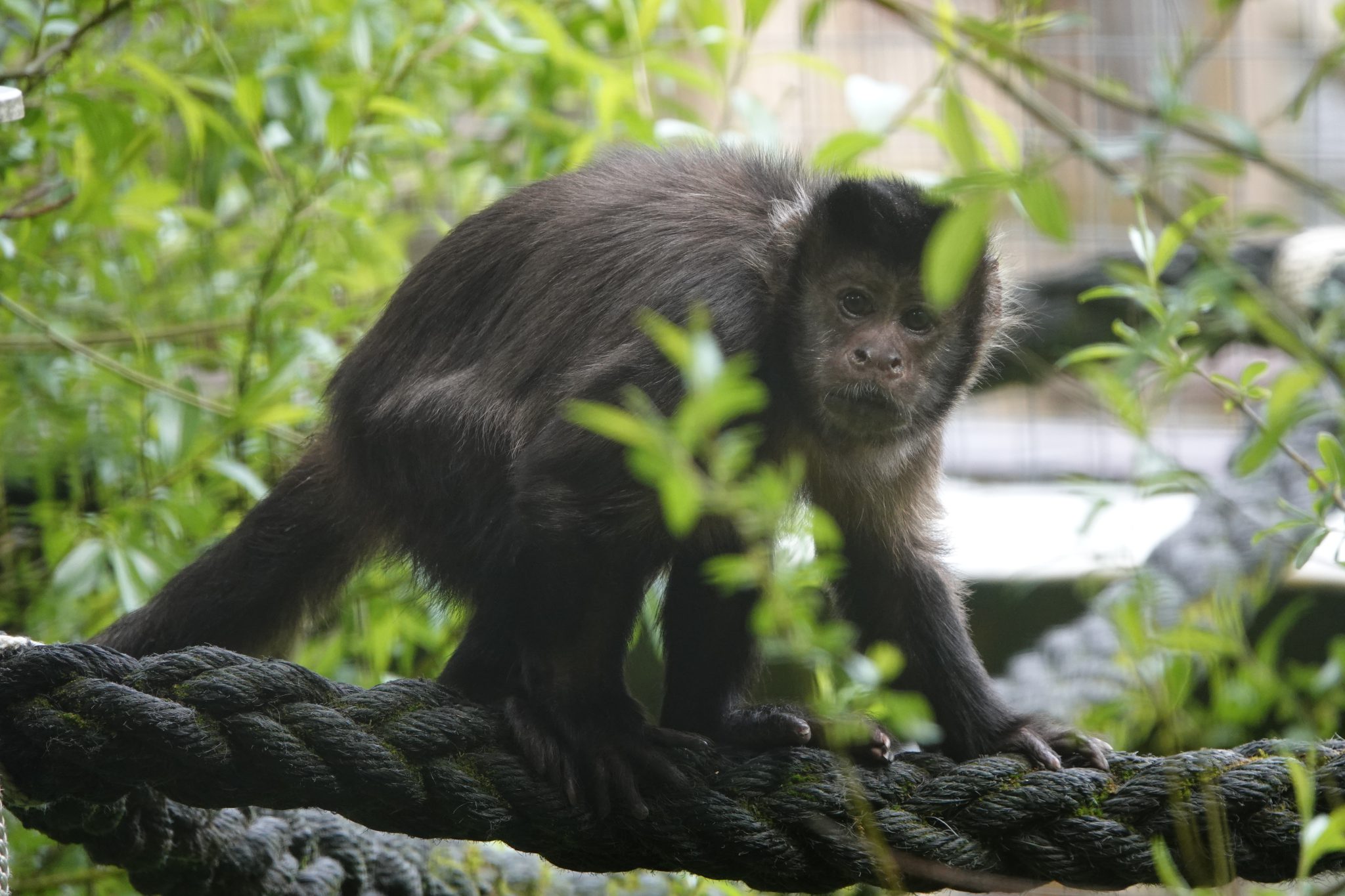 Our Work – Wild Futures