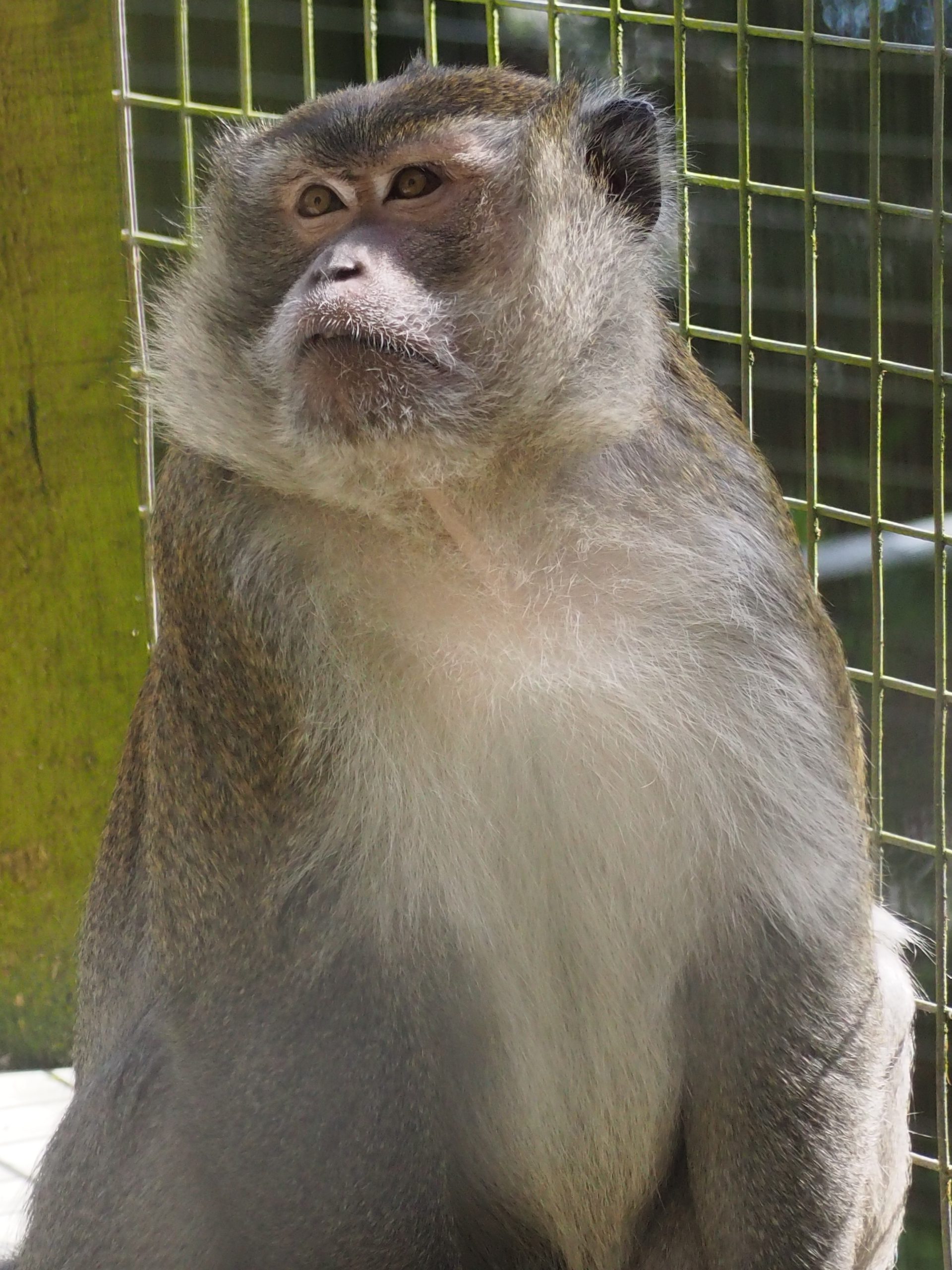 Wild Futures – Protecting Primates and Habitats Worldwide