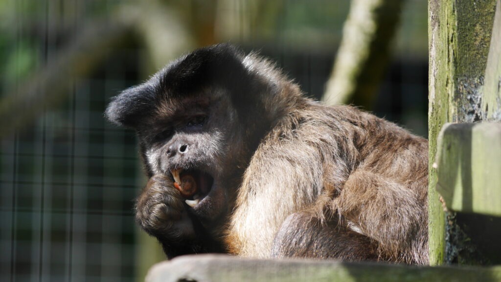 Nuts for the Monkeys – Wild Futures